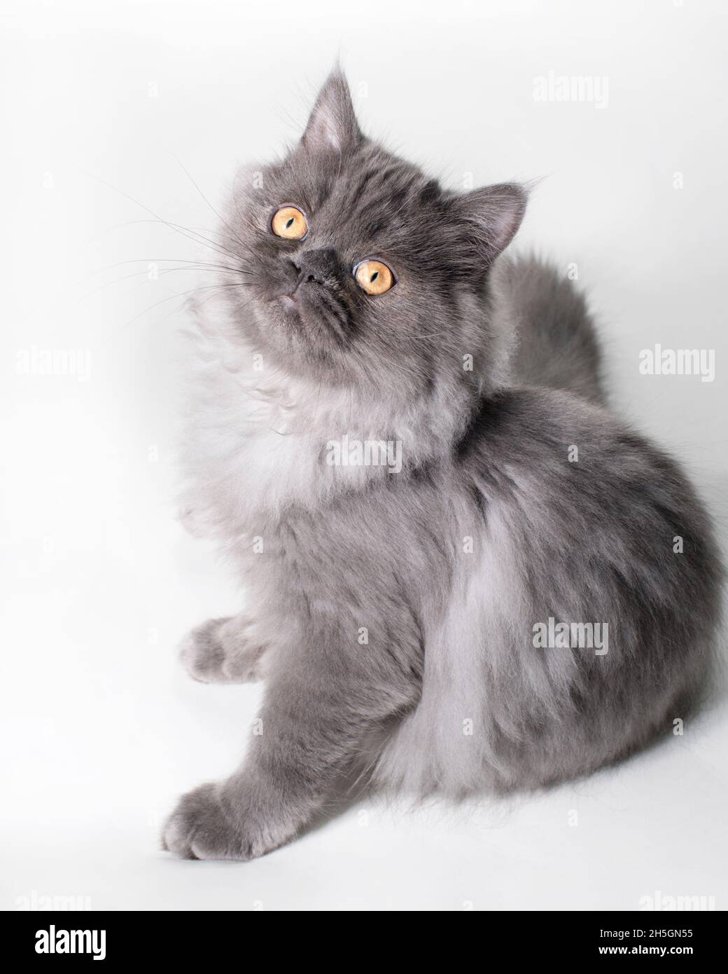 Cute young long haired grey smoke ragamuffin cat sitting and posing ...