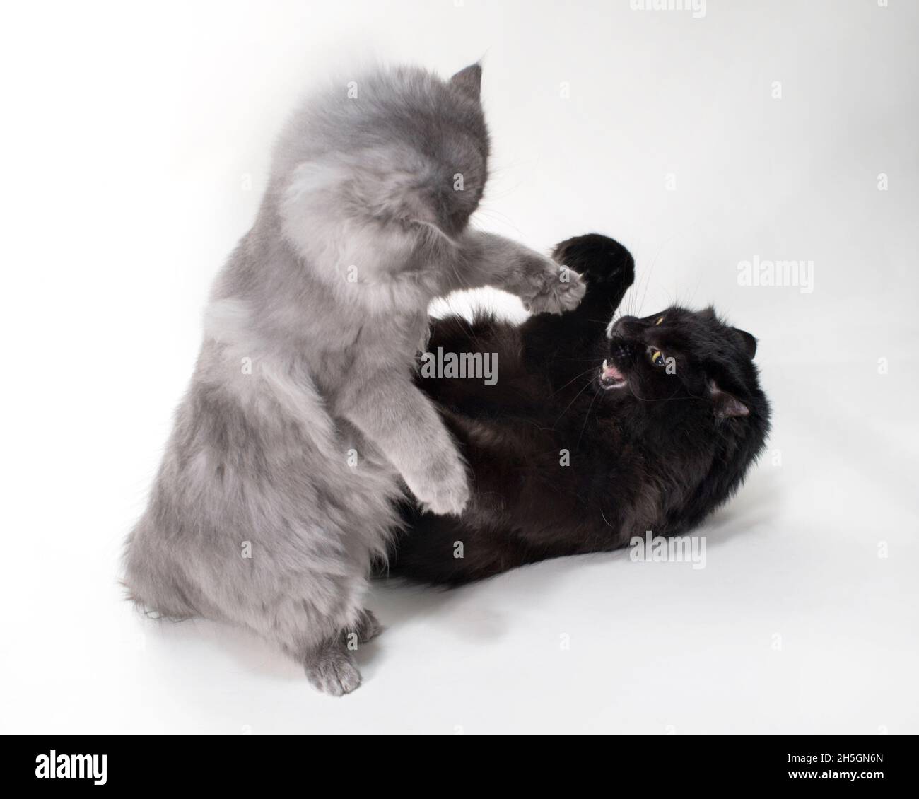 Two long haired grey cats playfully wrestling with each other Stock ...
