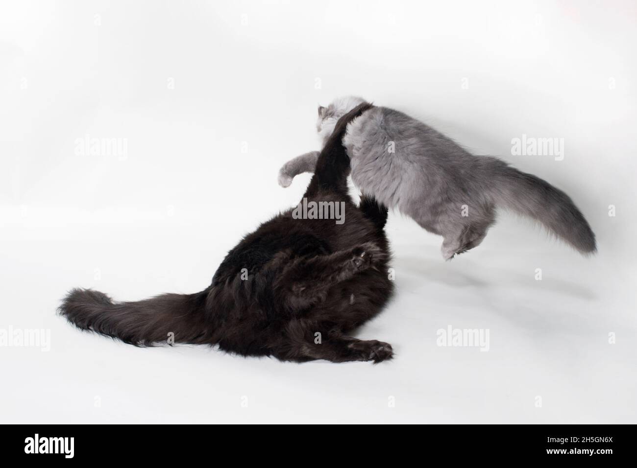 Two long haired grey cats playfully wrestling with each other Stock ...