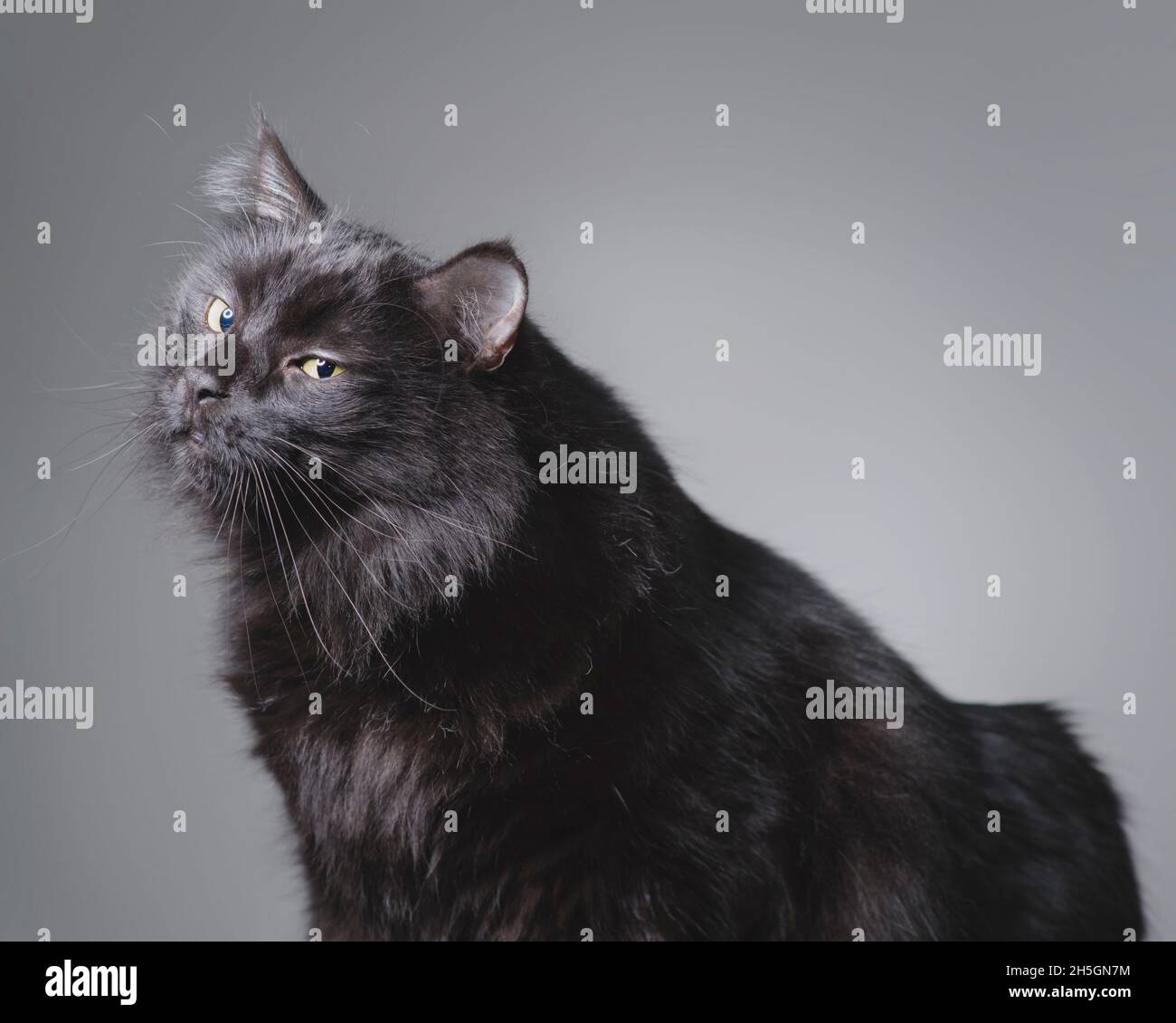 Long haired black cat hi-res stock photography and images - Alamy