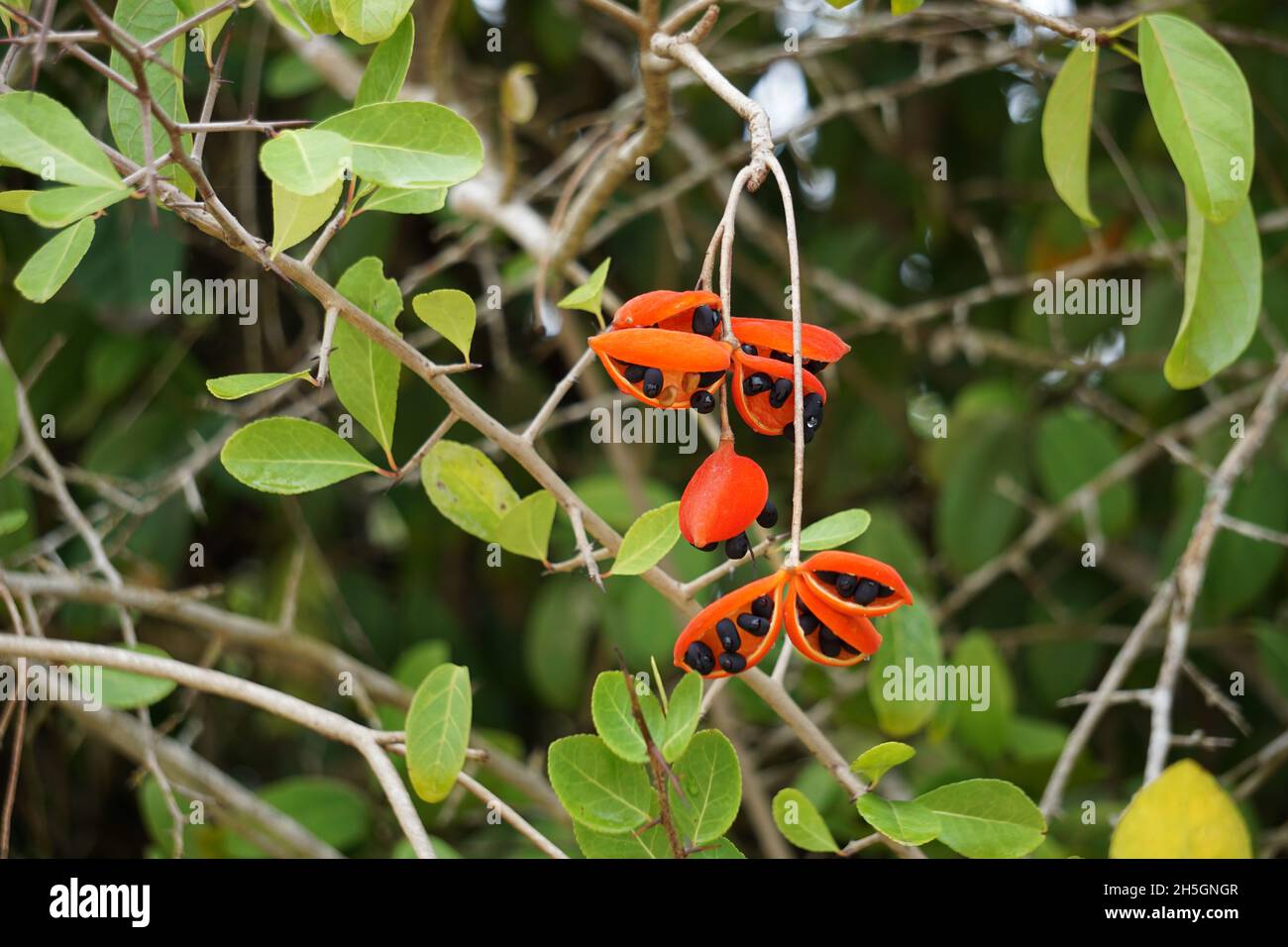 Sterculia hi-res stock photography and images - Alamy