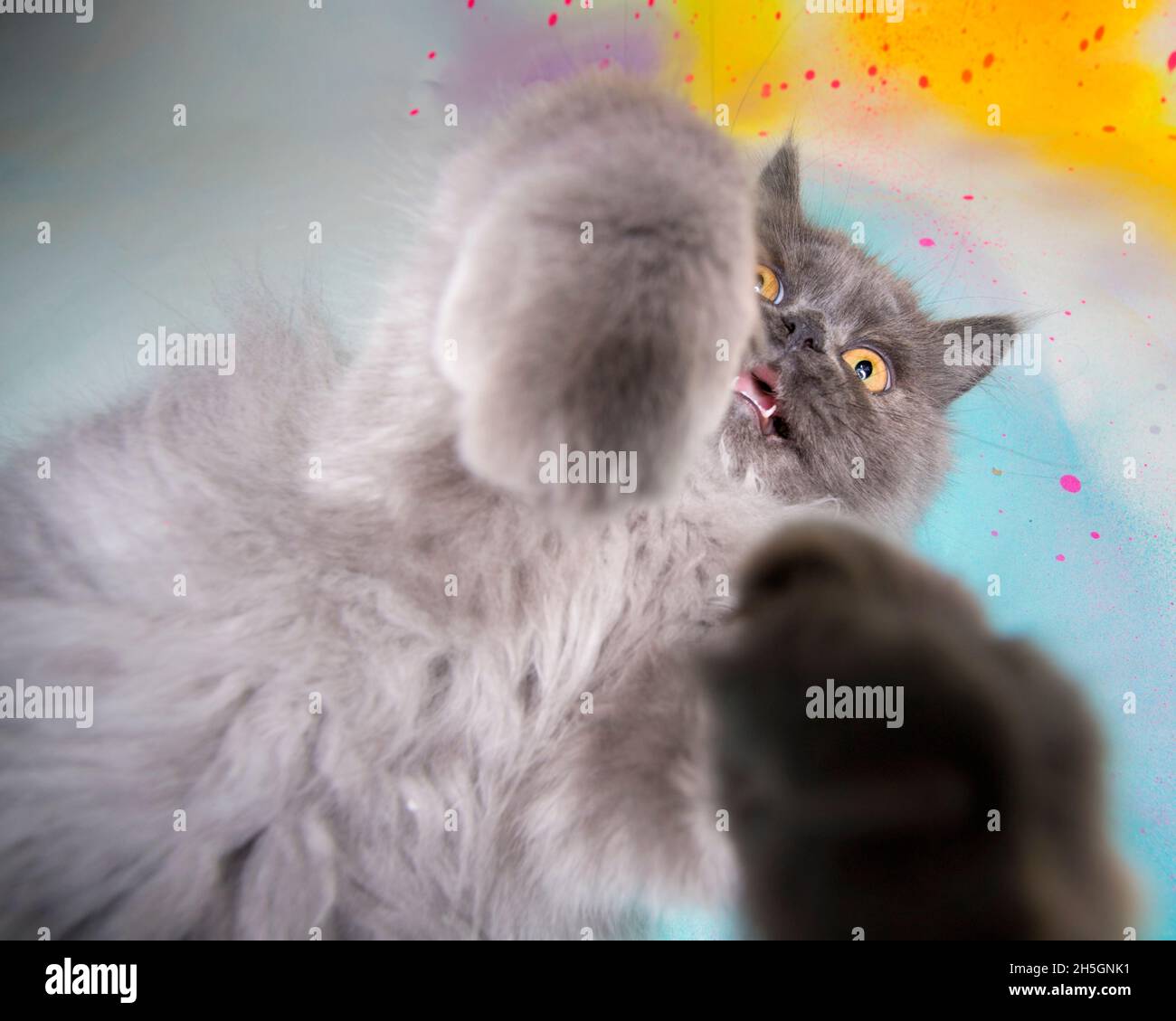 Funny grey cat with his mouth open, reaching for the camera Stock Photo ...