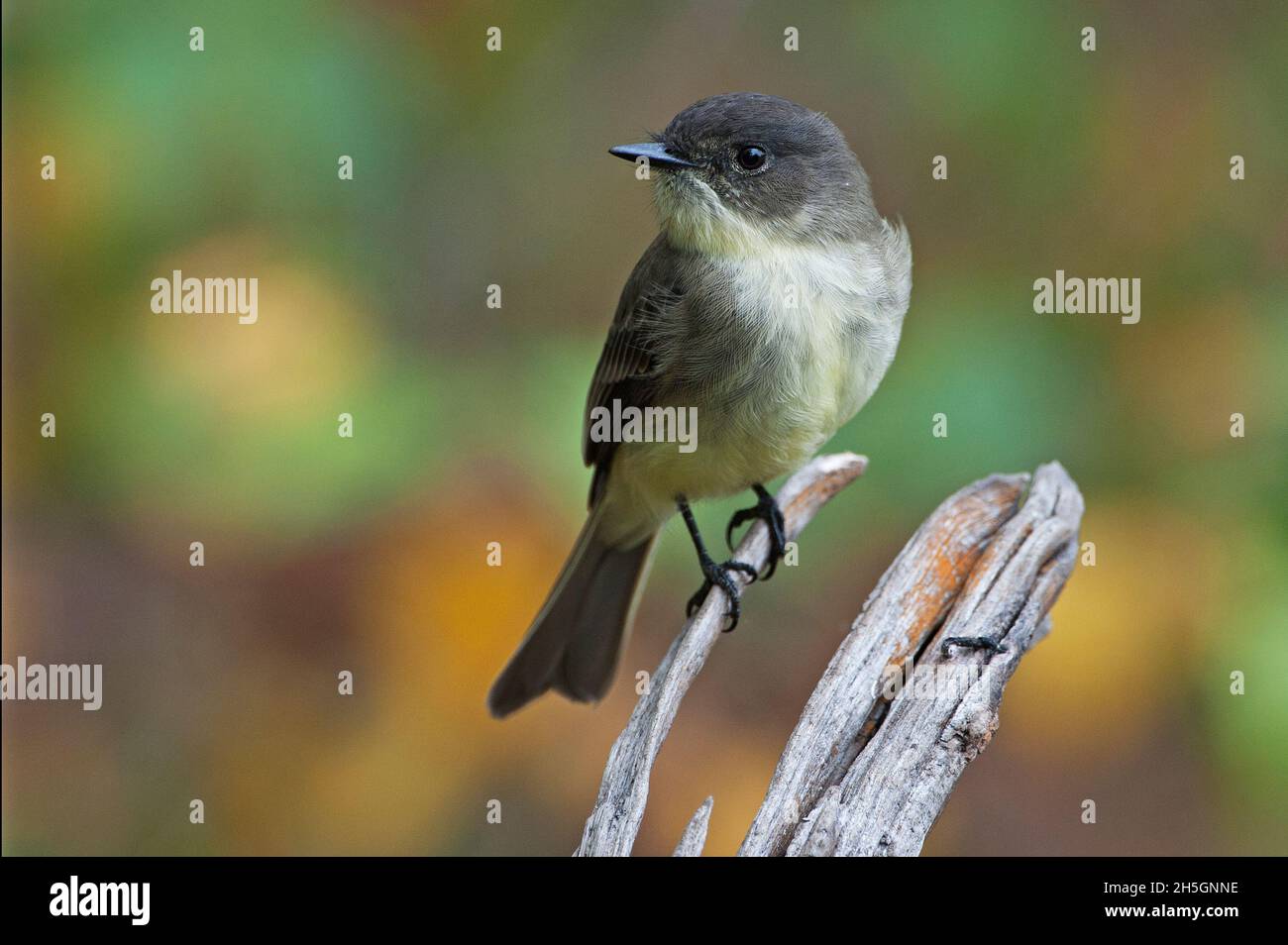 Eastern phoebe hi-res stock photography and images - Alamy