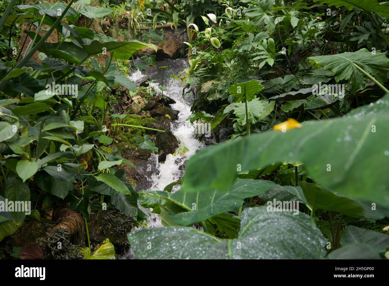 Eden project rainforest biome greenhouse hi-res stock photography and ...