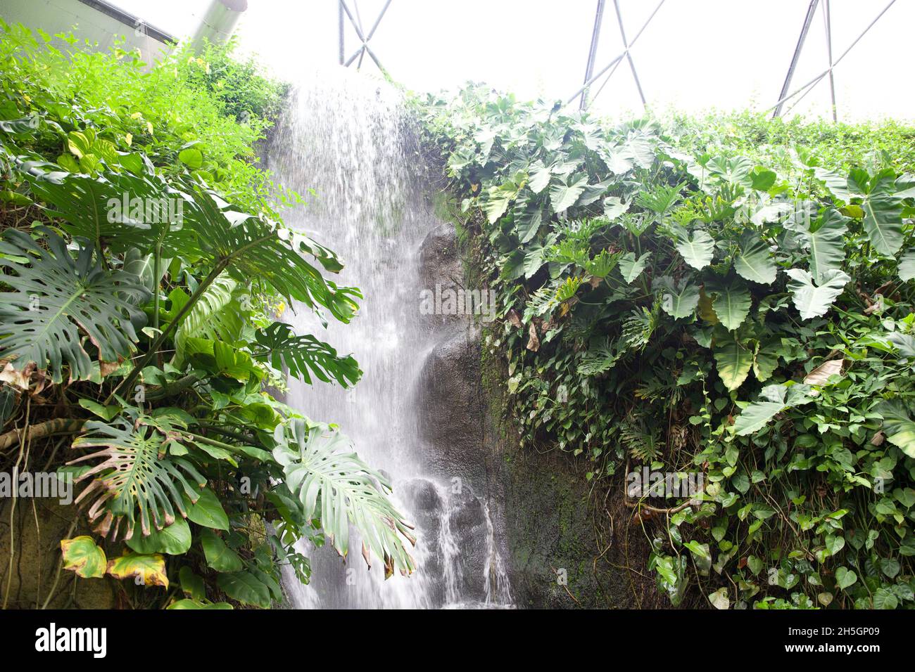 Large Waterfall in the Rainforest Biome of the Eden Project Stock Photo ...