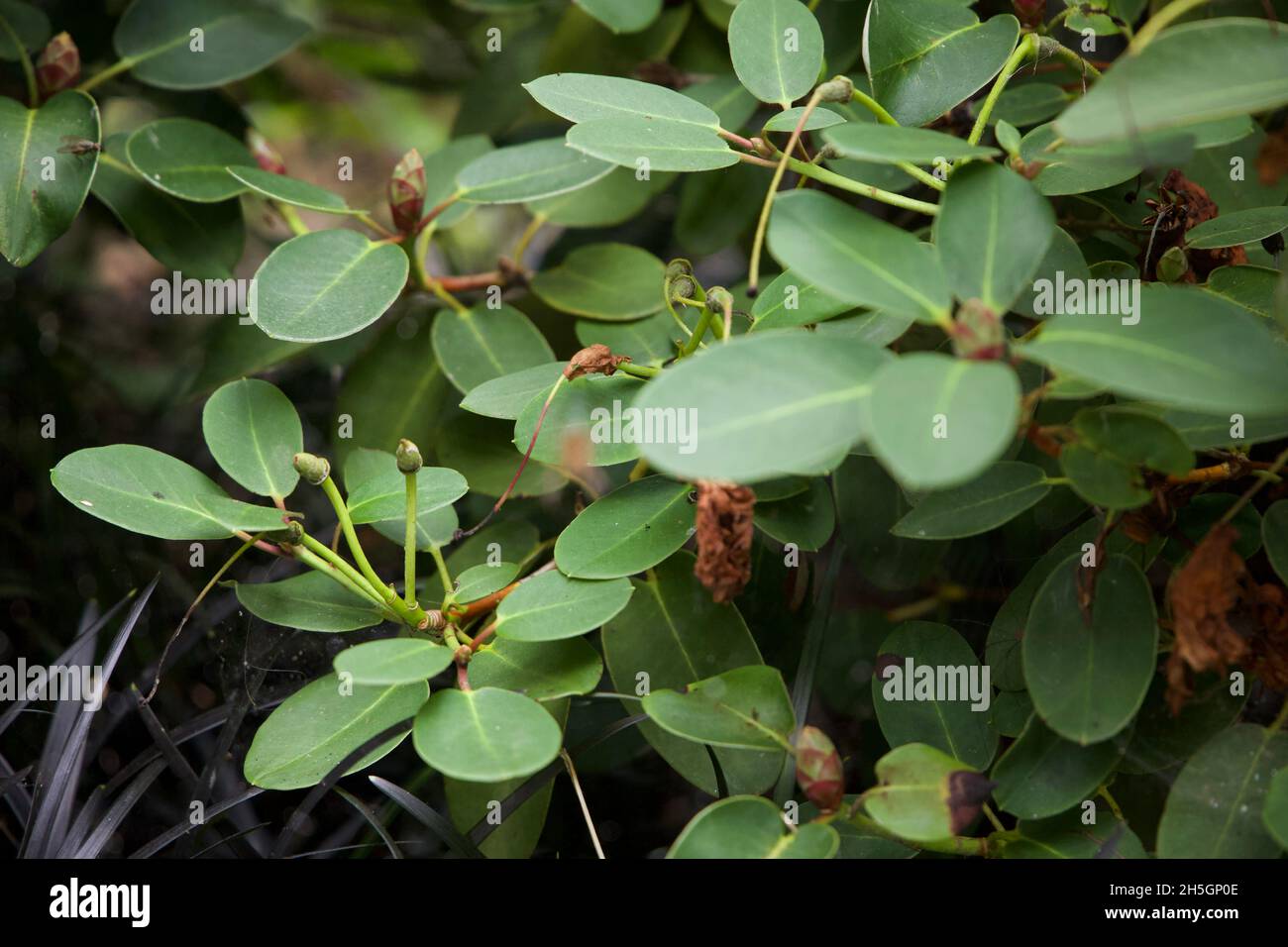 Spider project hi-res stock photography and images - Alamy