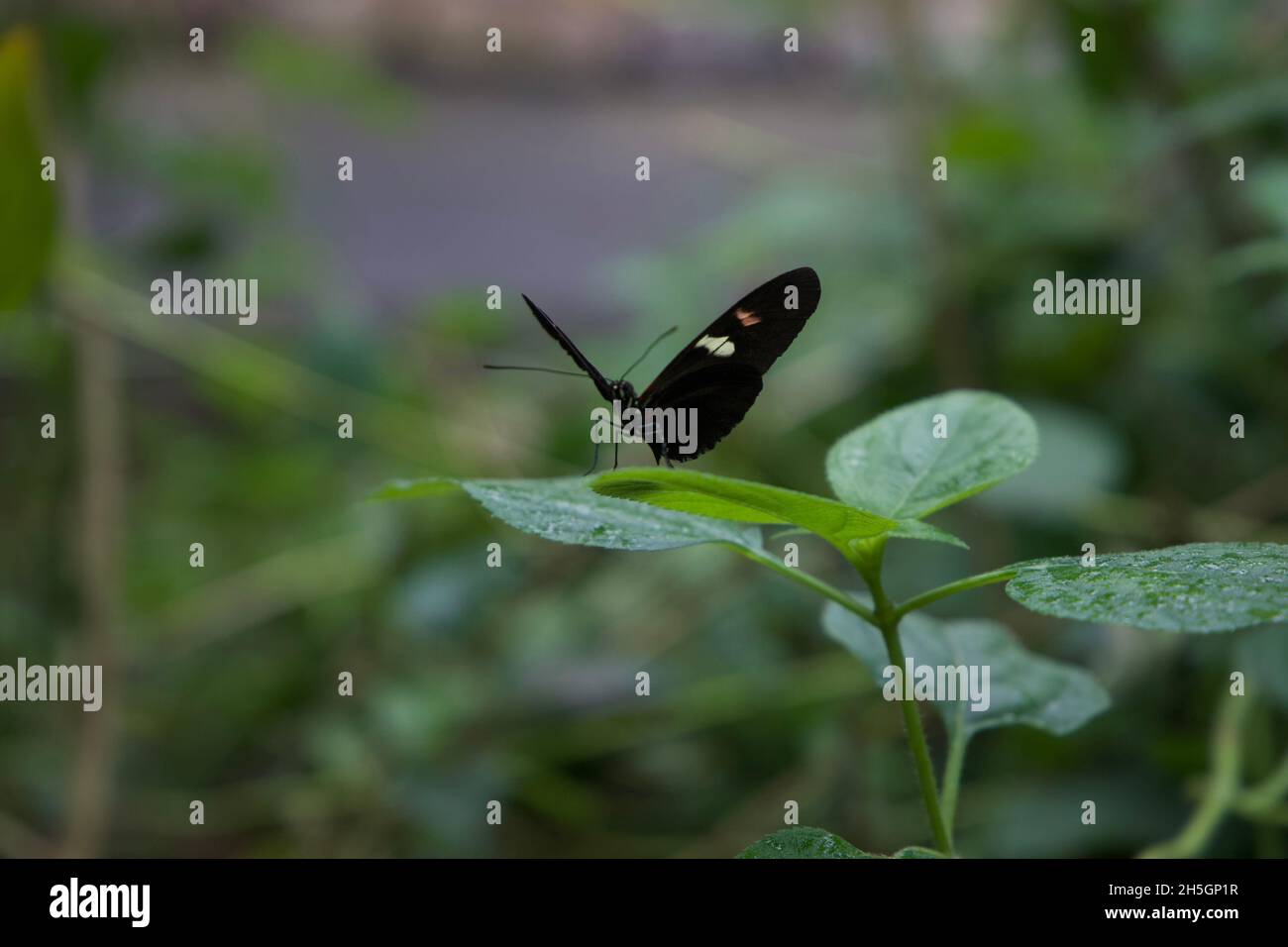 Parides lysander hi-res stock photography and images - Alamy
