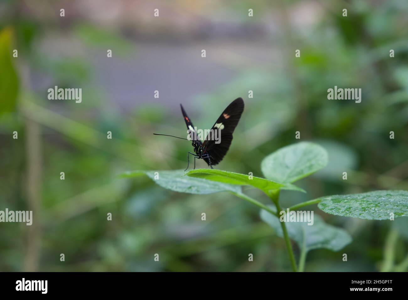 Parides lysander hi-res stock photography and images - Alamy
