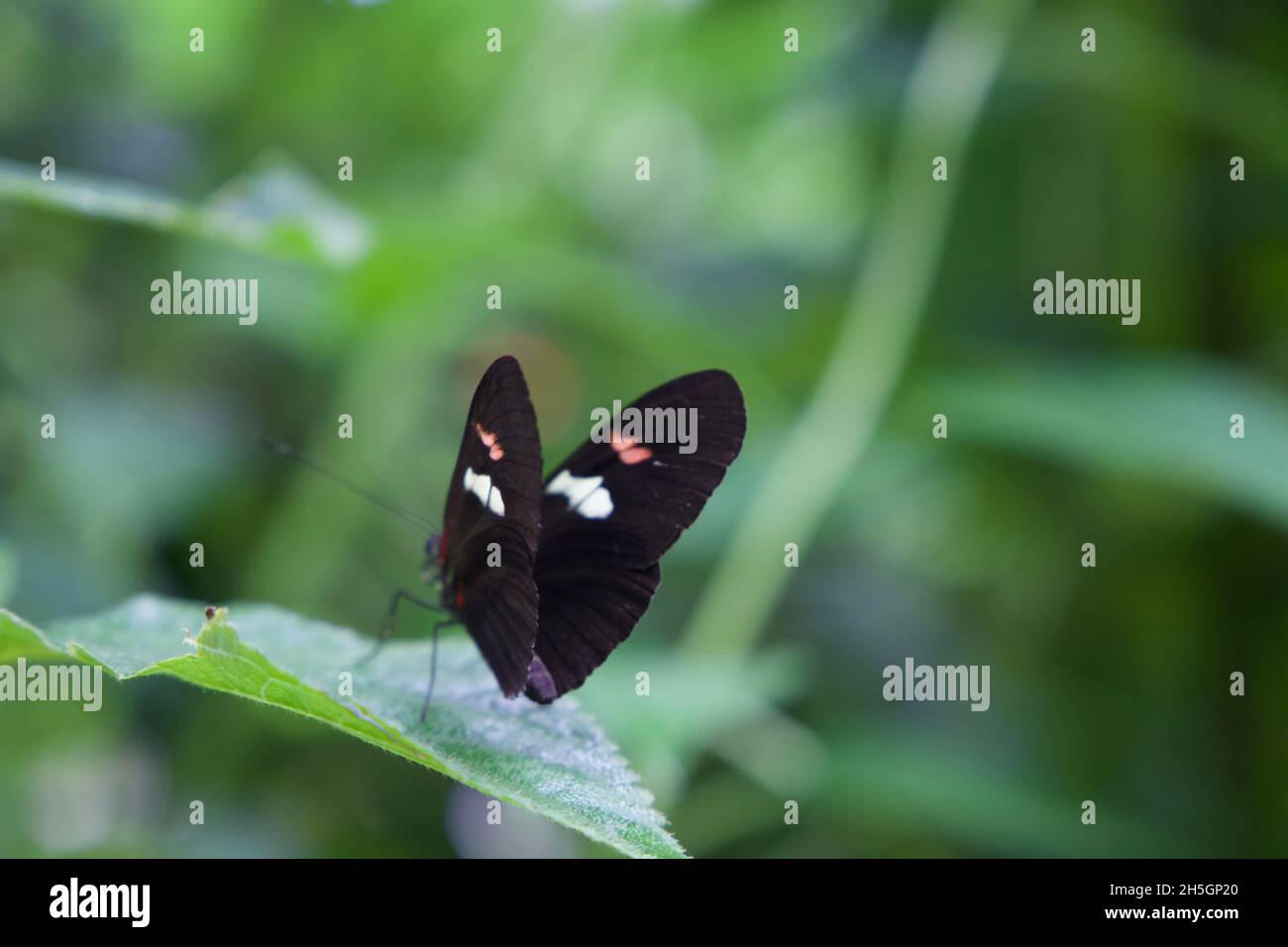 Parides lysander hi-res stock photography and images - Alamy
