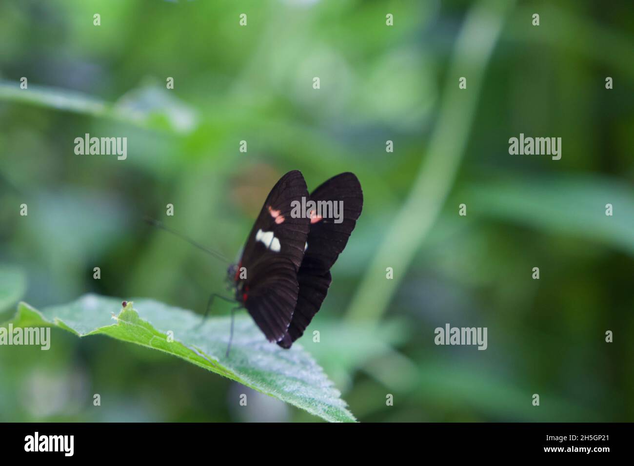 Parides lysander hi-res stock photography and images - Alamy