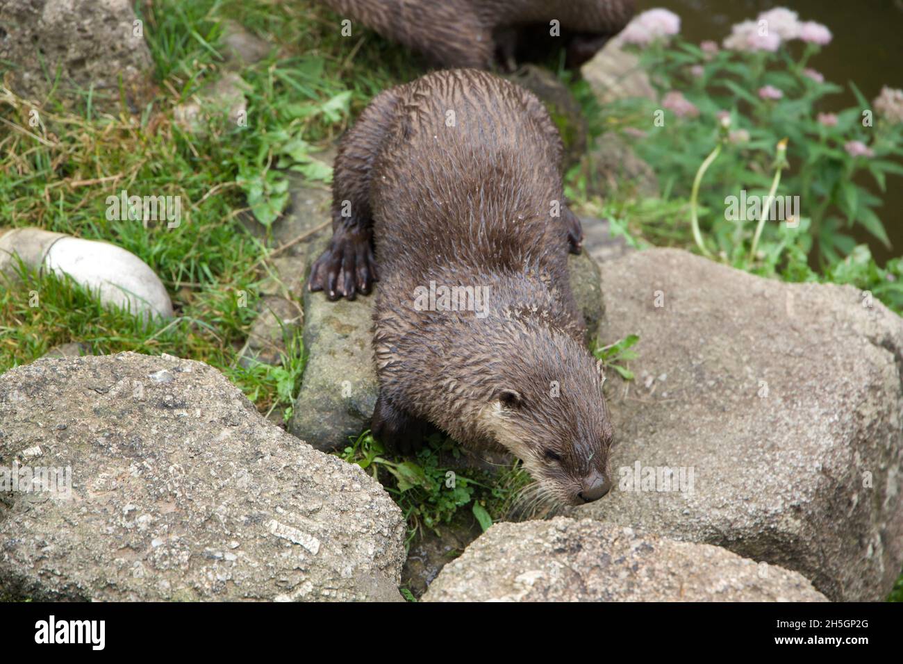 Otter in it’s enclosure at the Devon Buterfly and otter sanctuary Stock ...