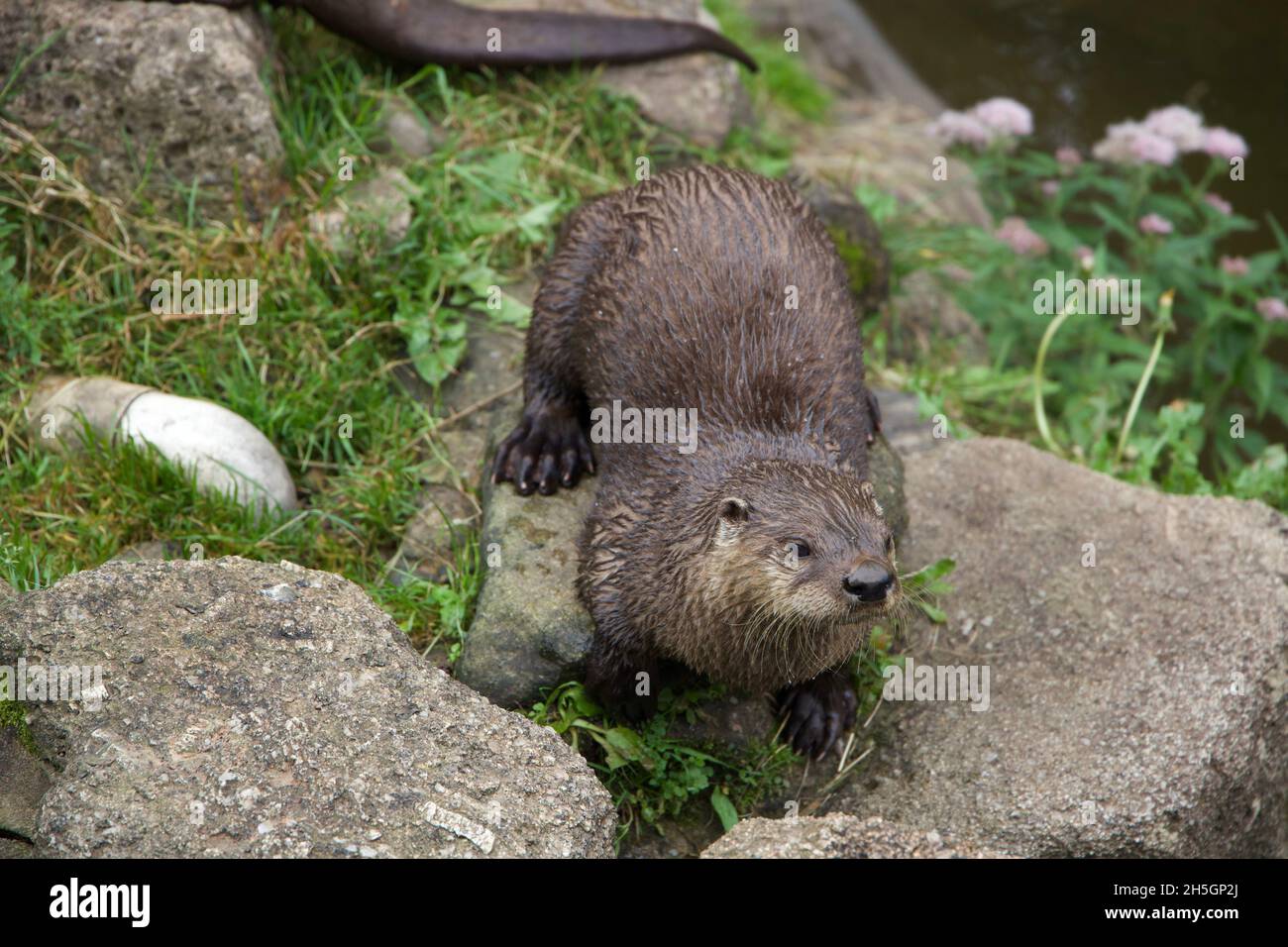 Otter in it’s enclosure at the Devon Buterfly and otter sanctuary Stock ...