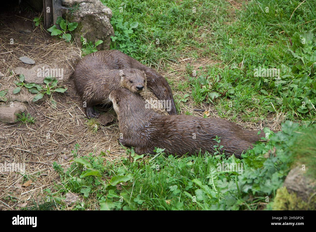 Otters in their enclosure at the Devon Buterfly and otter sanctuary ...