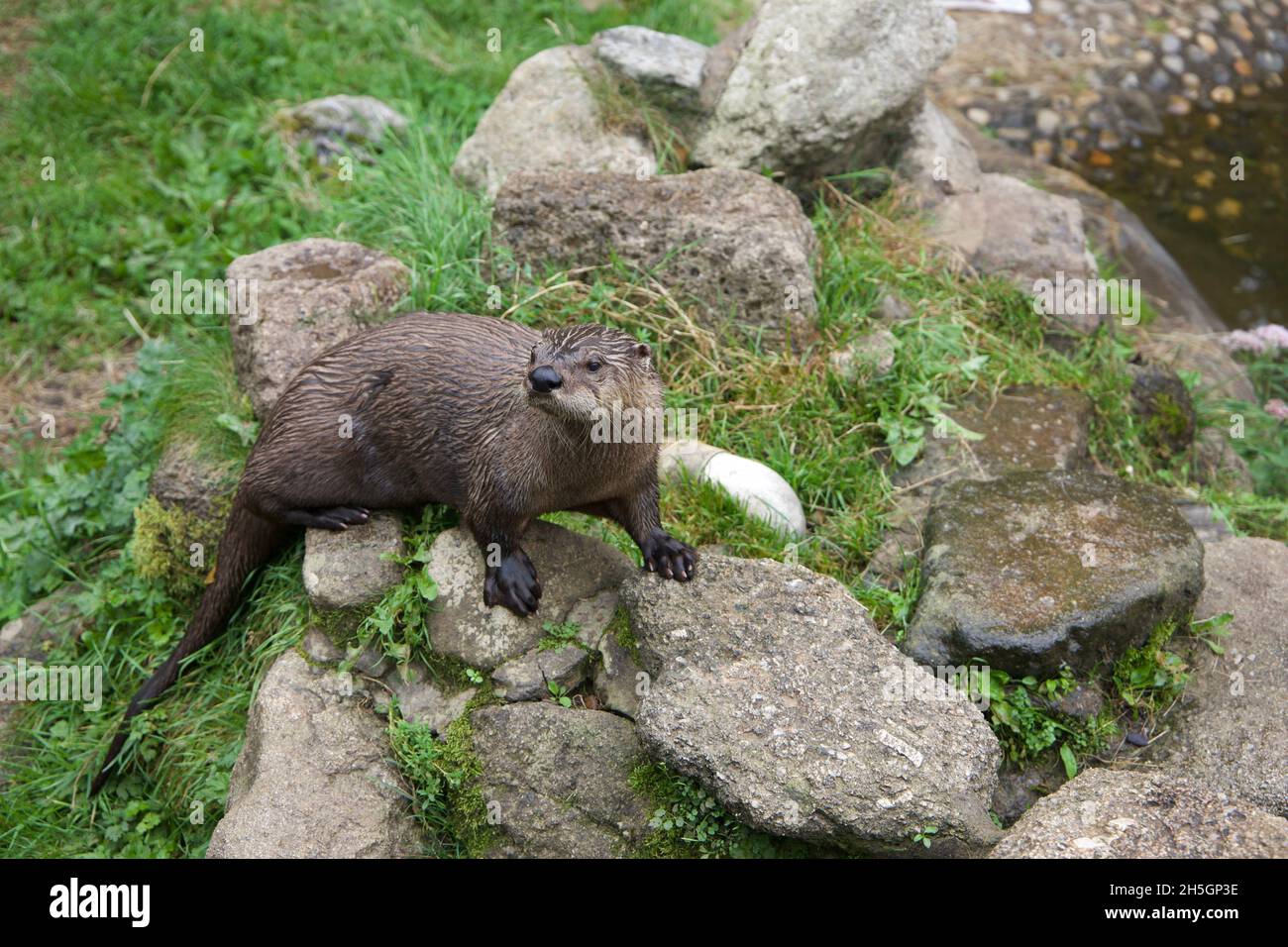Otter in it’s enclosure at the Devon Buterfly and otter sanctuary Stock ...