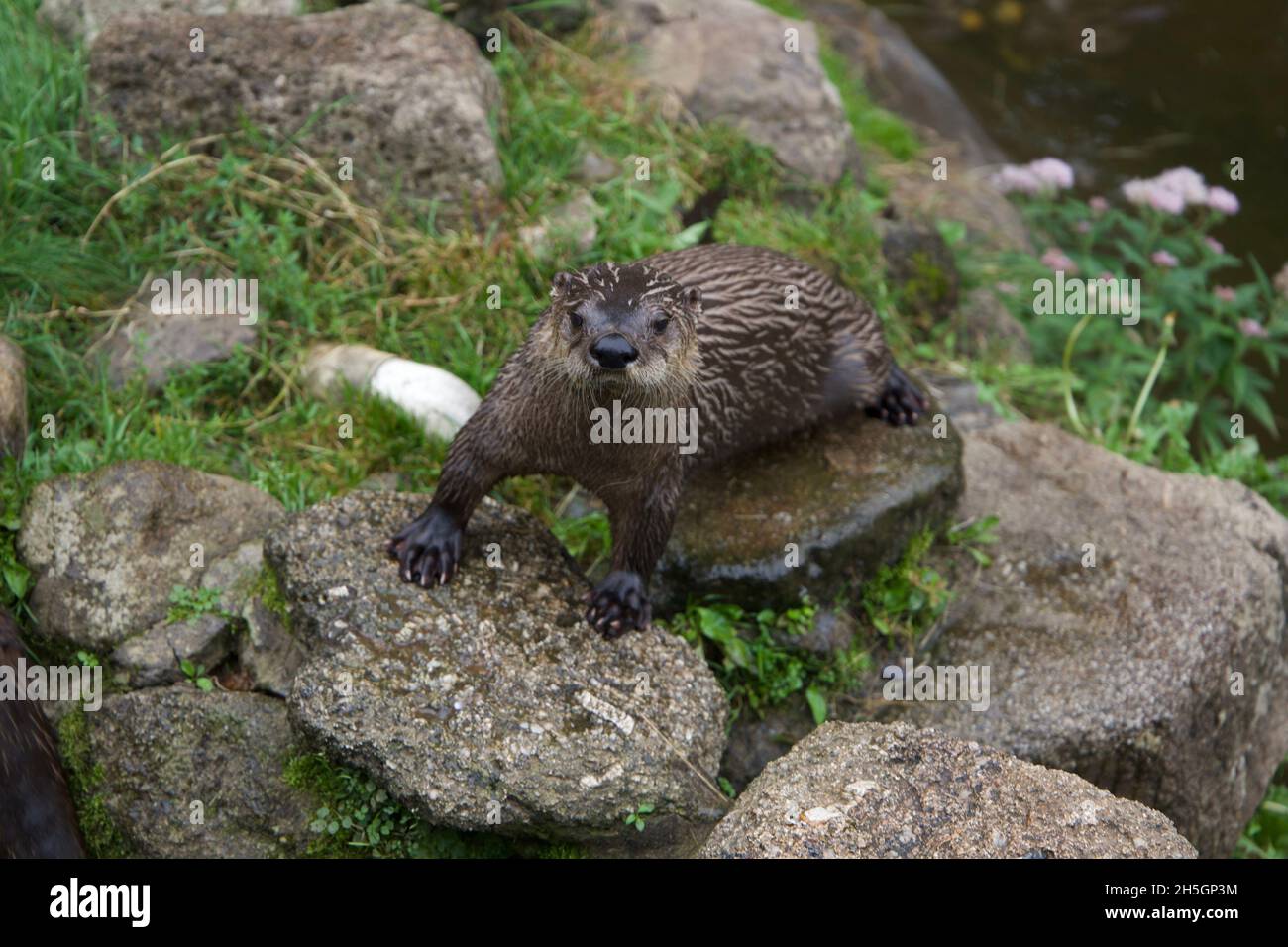 Otter in it’s enclosure at the Devon Buterfly and otter sanctuary Stock ...