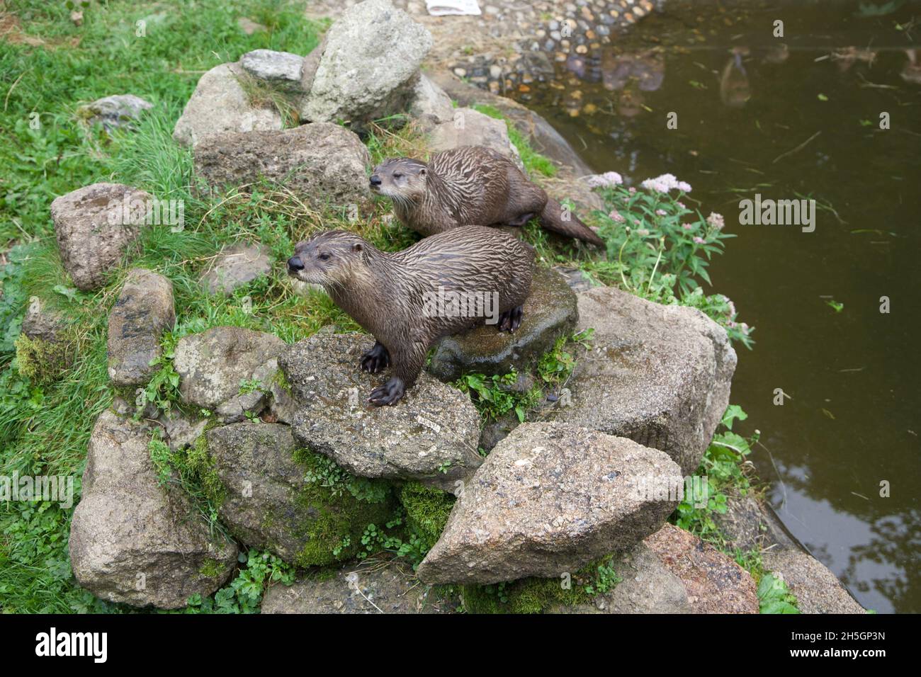 Otters in their enclosure at the Devon Buterfly and otter sanctuary ...