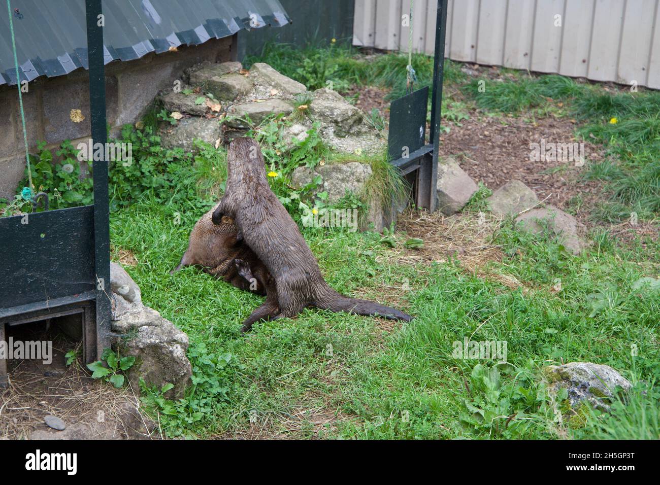 Otters in their enclosure at the Devon Buterfly and otter sanctuary ...
