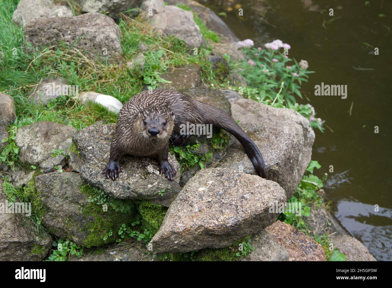 Otter in it’s enclosure at the Devon Buterfly and otter sanctuary Stock ...