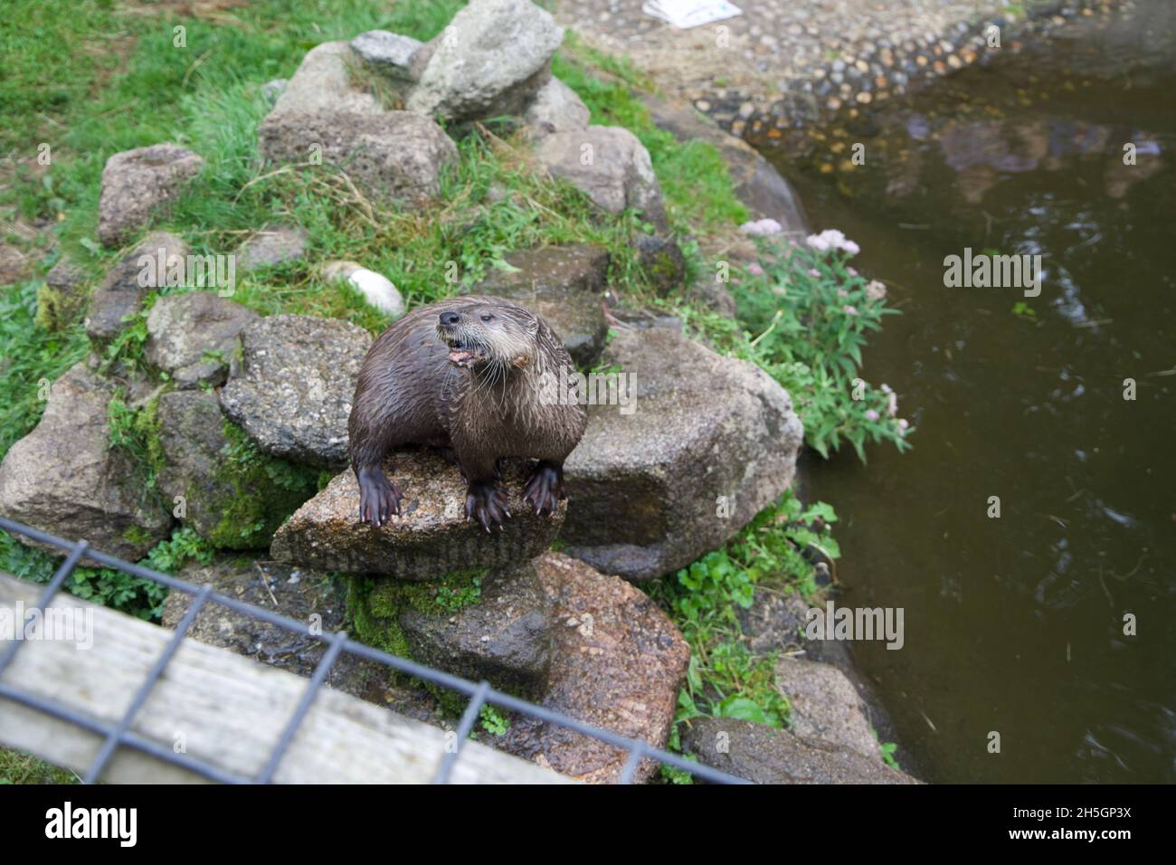 Otter in it’s enclosure at the Devon Buterfly and otter sanctuary Stock ...