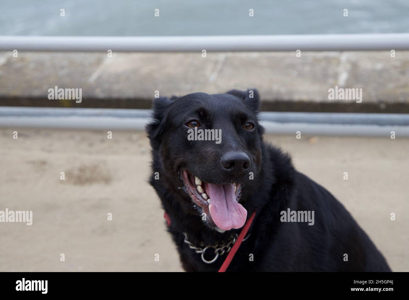 Black Labrador at the Beach in Robin Hood's bay Stock Photo - Alamy