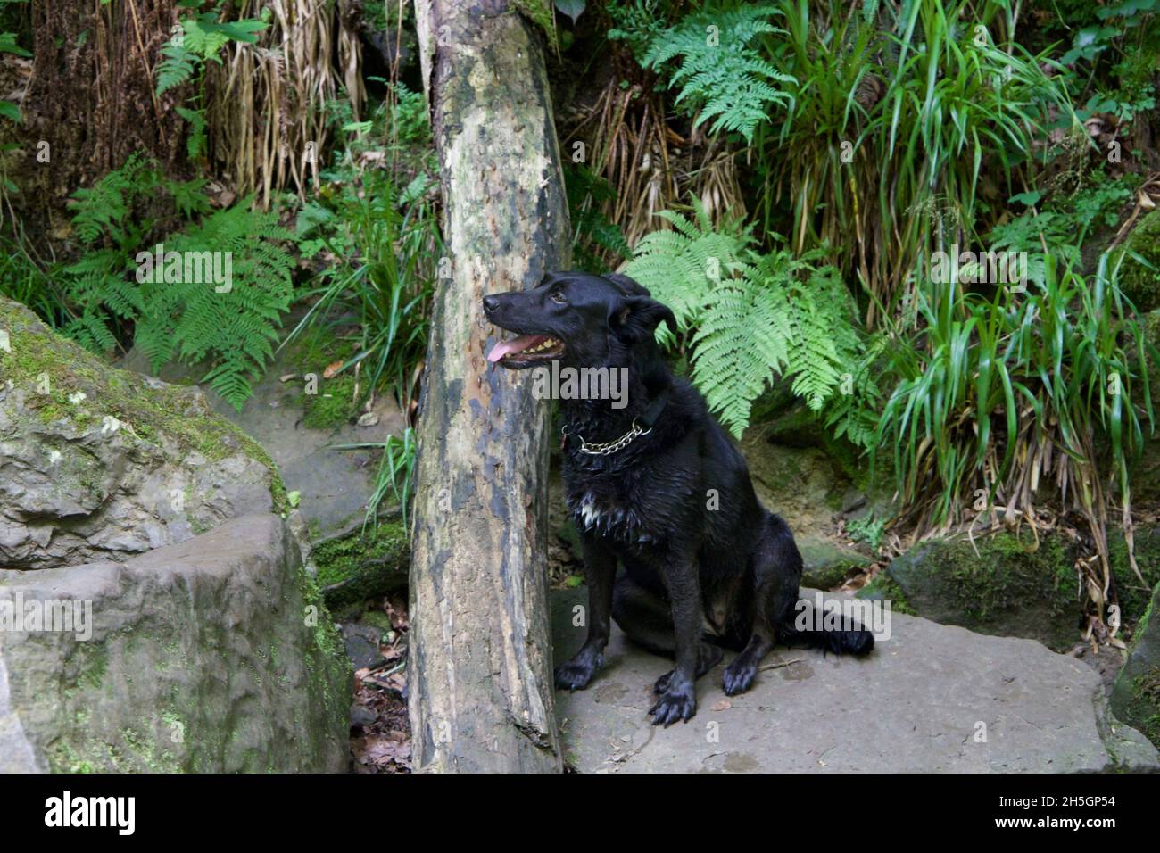 Black Labrador on a country walk in the UK Stock Photo - Alamy
