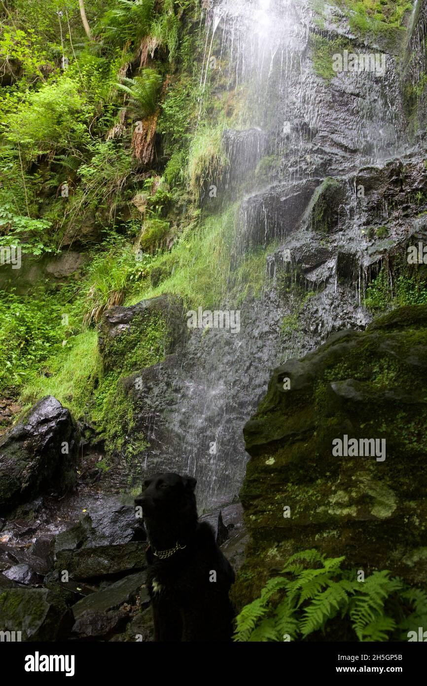 Black Labrador in front of a Waterfall in Whitby Stock Photo - Alamy