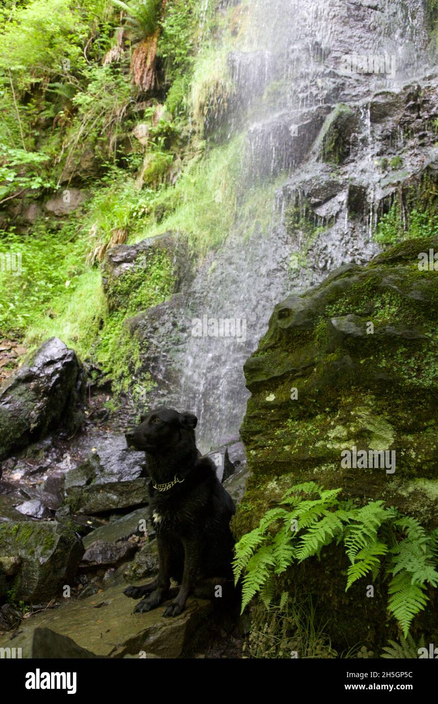 Black Labrador in front of a Waterfall in Whitby Stock Photo - Alamy