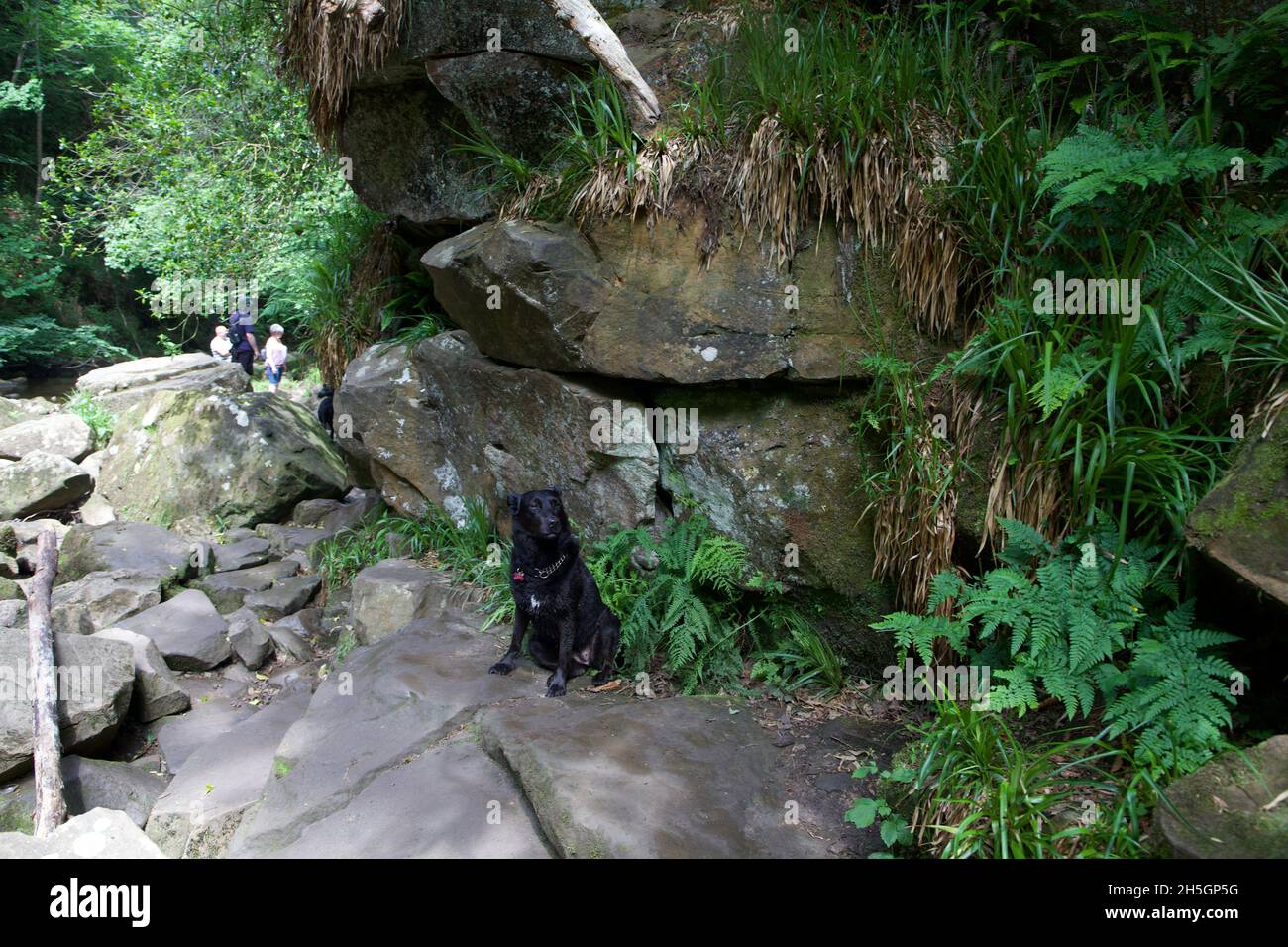 Black dog on leaf path hi-res stock photography and images - Alamy