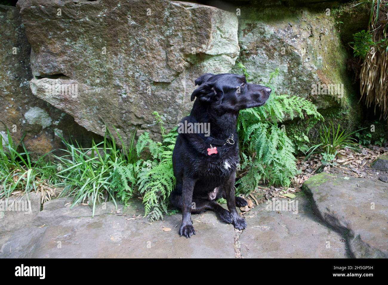 Black Labrador on a country walk in Devon Stock Photo - Alamy