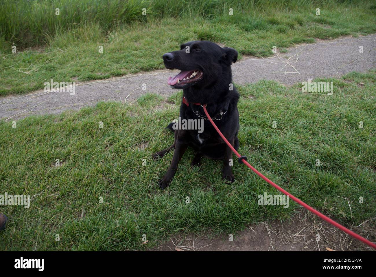 Rescue Labrador cross sitting after a long walk in Devon Stock Photo ...