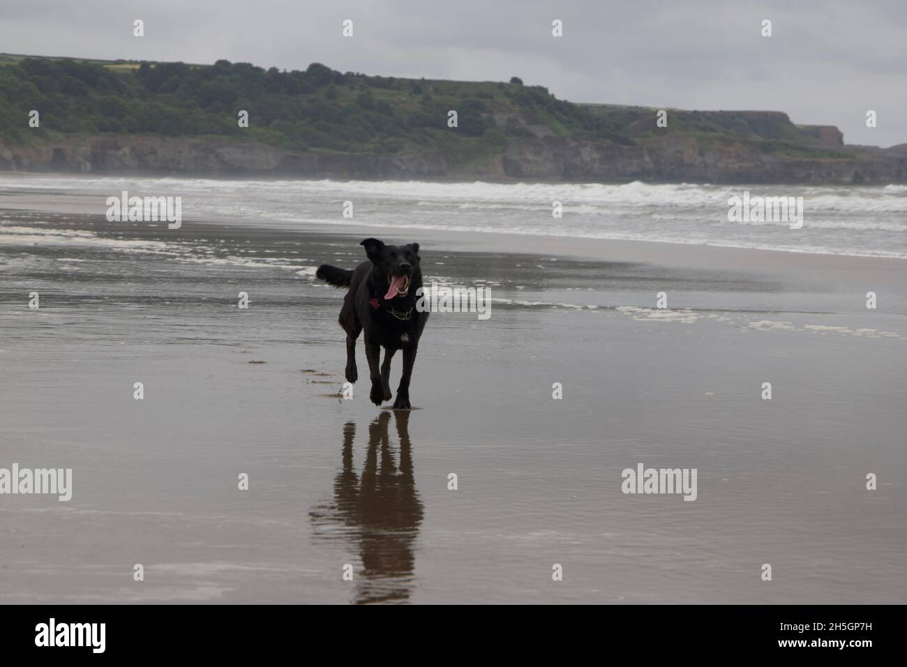 Rescue Labrador cross collie running on the beach in the UK Stock Photo ...
