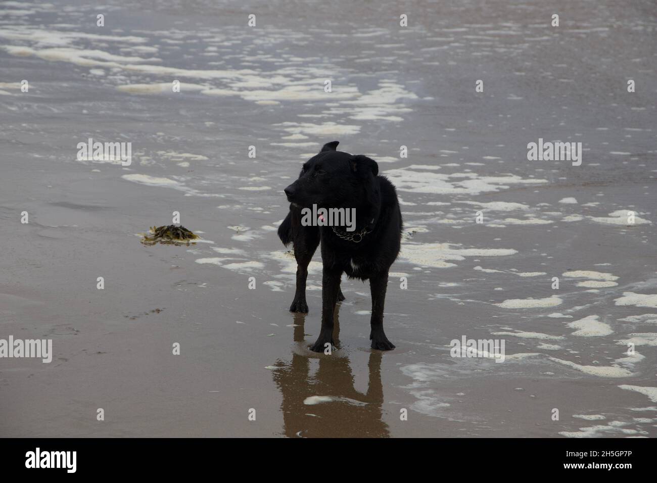 Labrador cross stood on the beach in Devon Stock Photo - Alamy