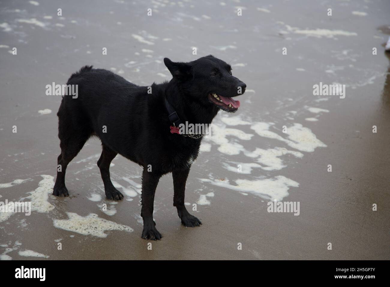 Labrador mix on the beach in Devon Stock Photo - Alamy