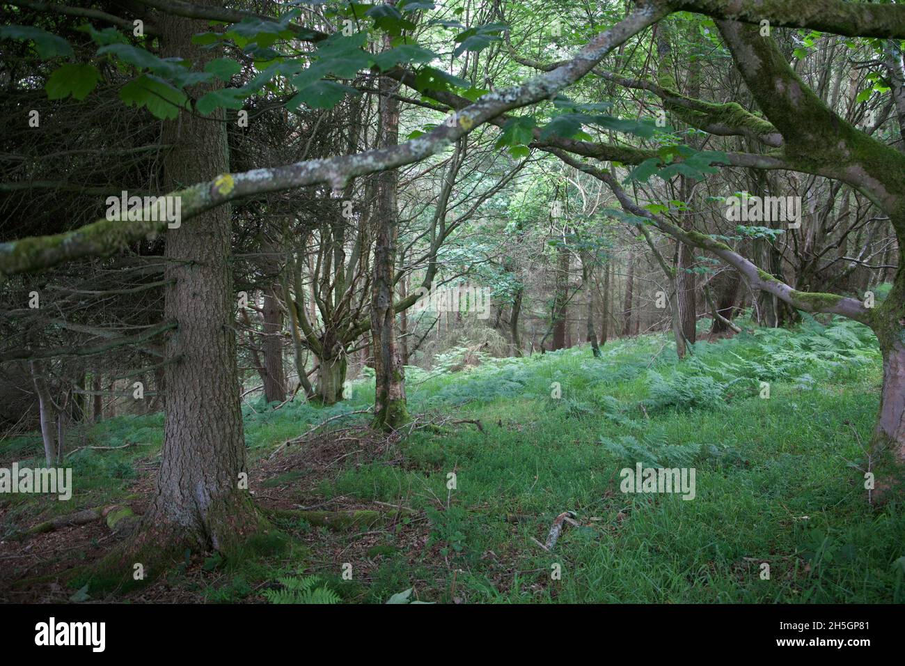 British woodlands hi-res stock photography and images - Alamy