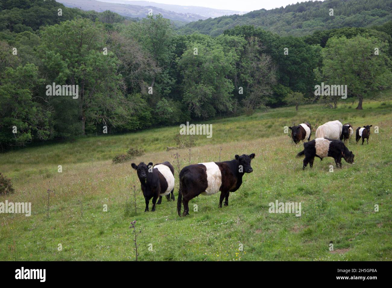 Cows british countryside hi-res stock photography and images - Alamy