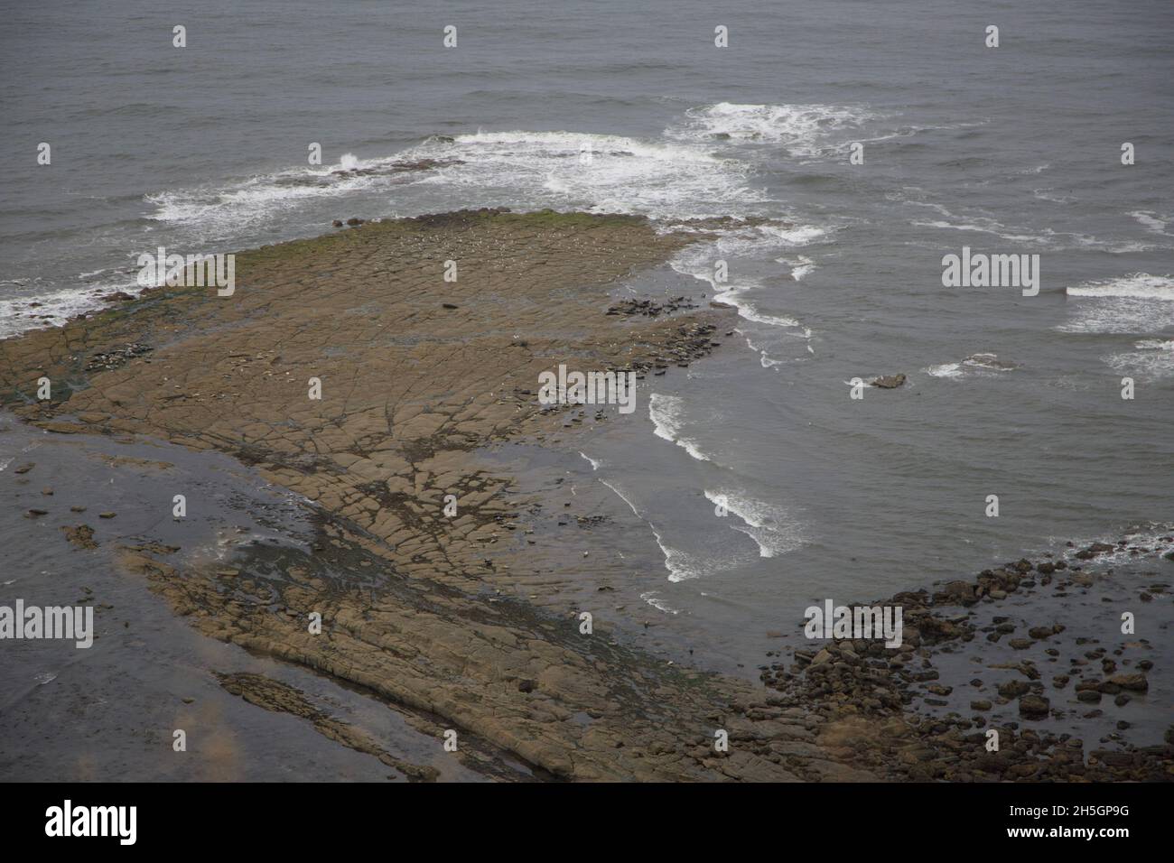 Devon wild animals hi-res stock photography and images - Alamy