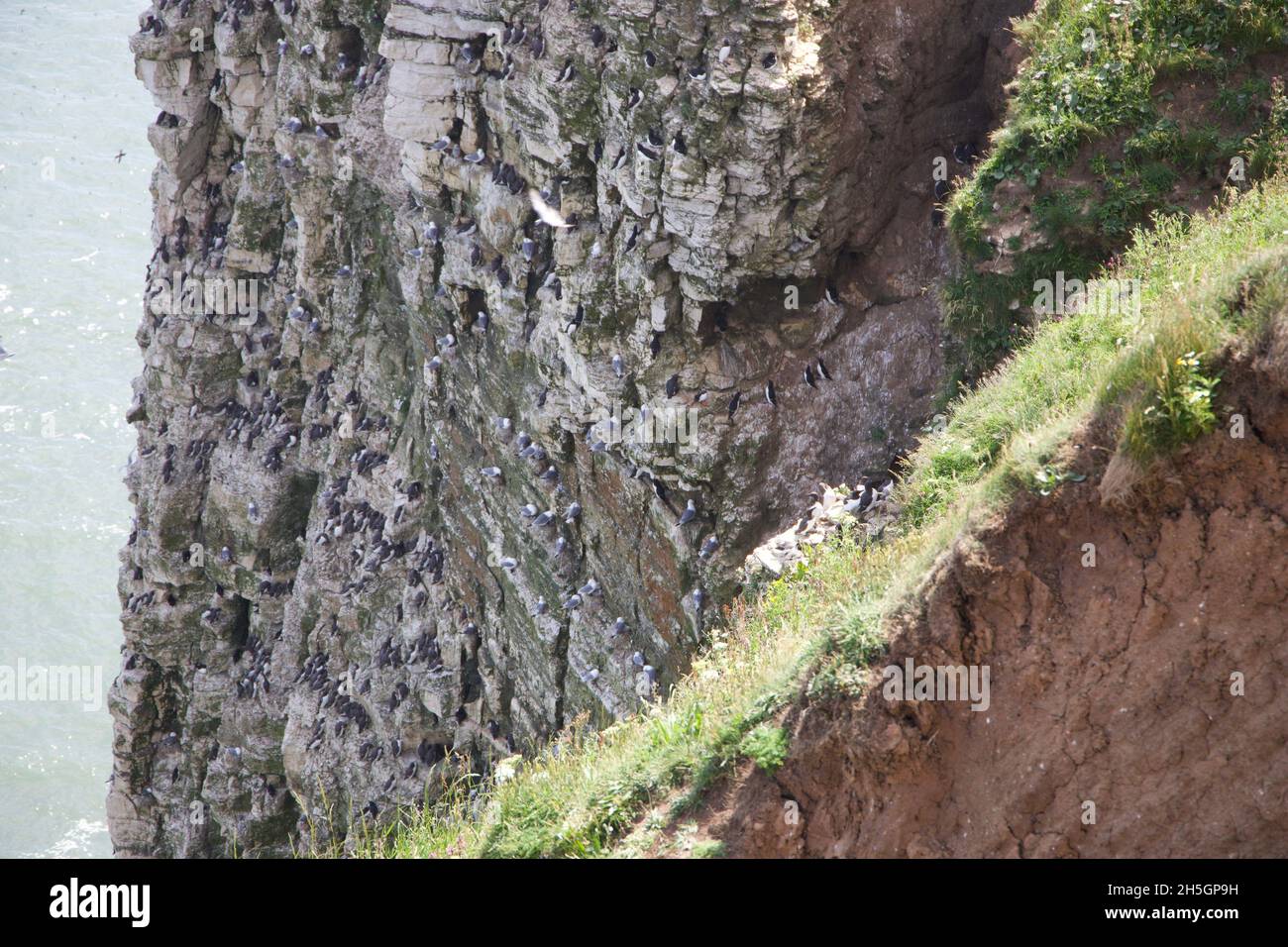Puffins on a cliffside hi-res stock photography and images - Alamy