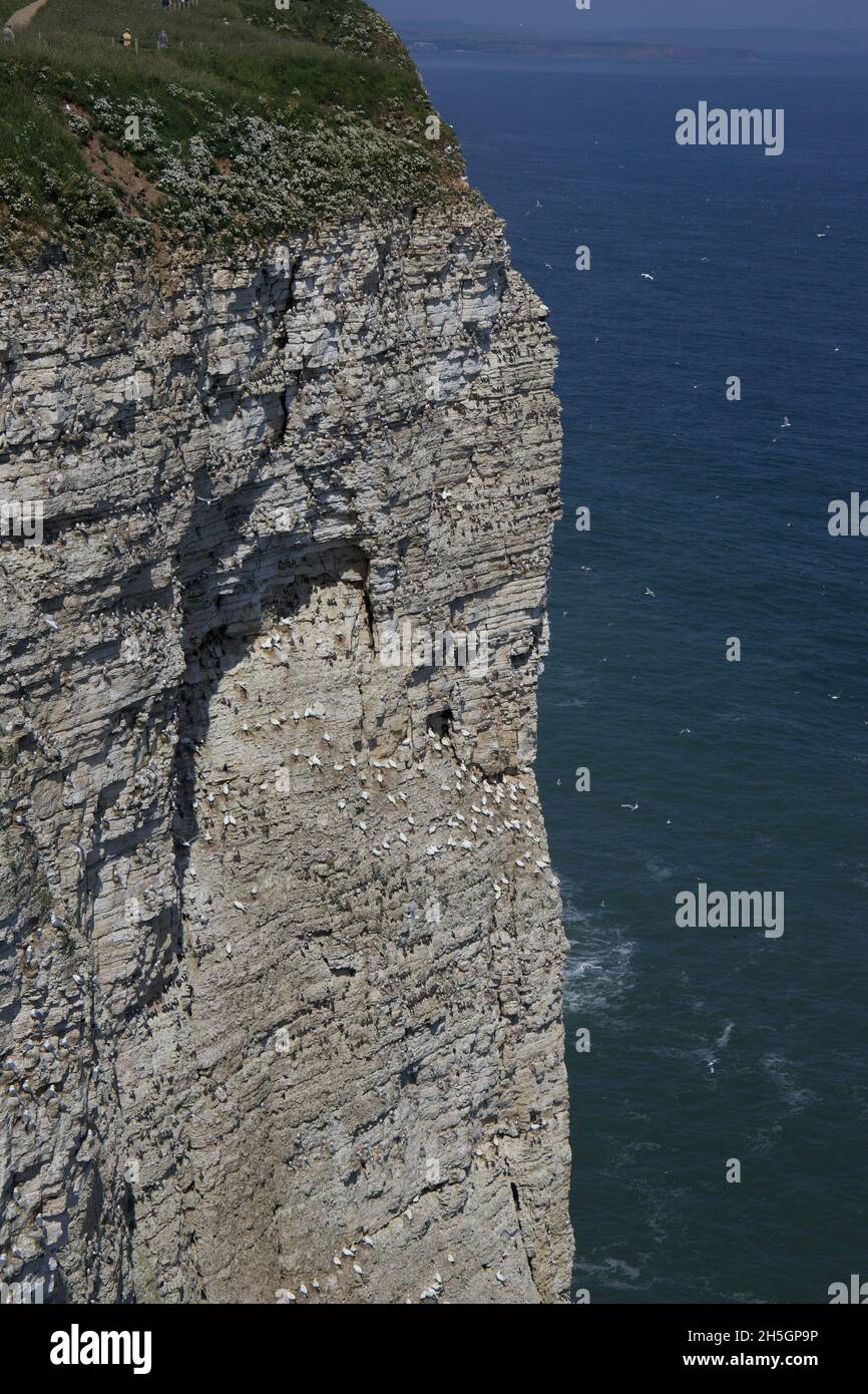 Puffins nesting on the cliffside in Devon Stock Photo - Alamy