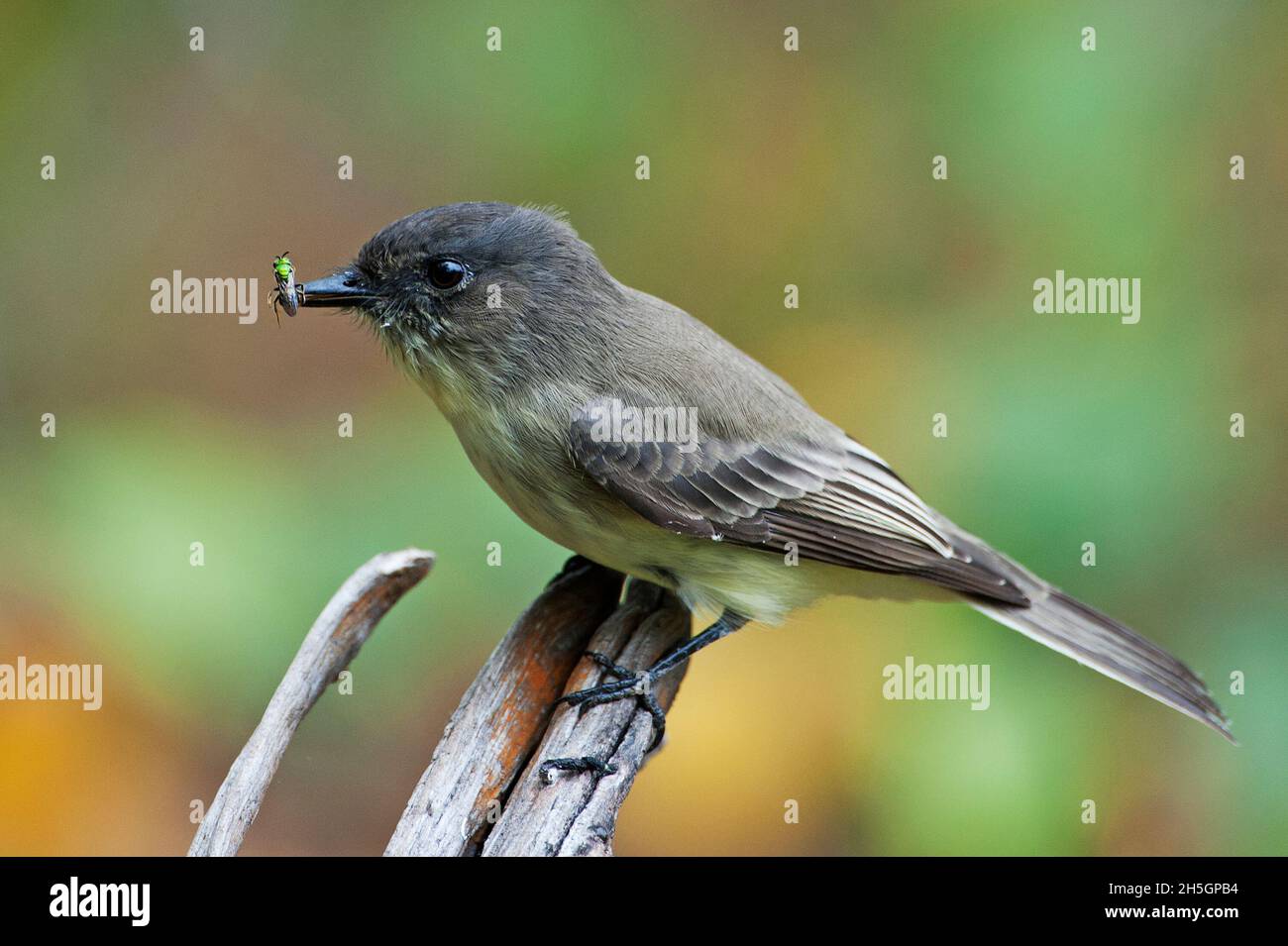 Eastern Phoebe with insect prey Stock Photo - Alamy