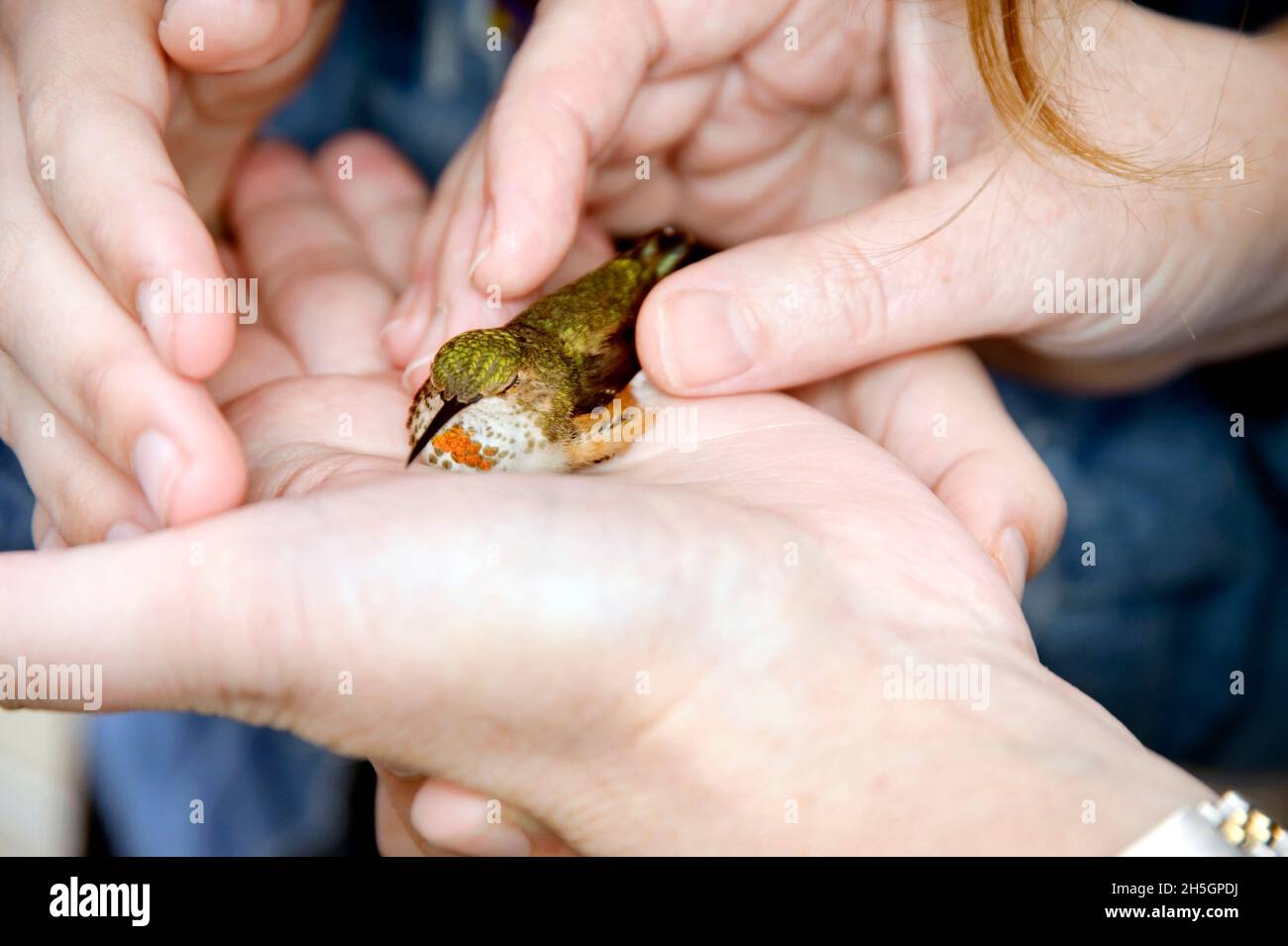Human hands carefully holding a hummingbird Stock Photo - Alamy