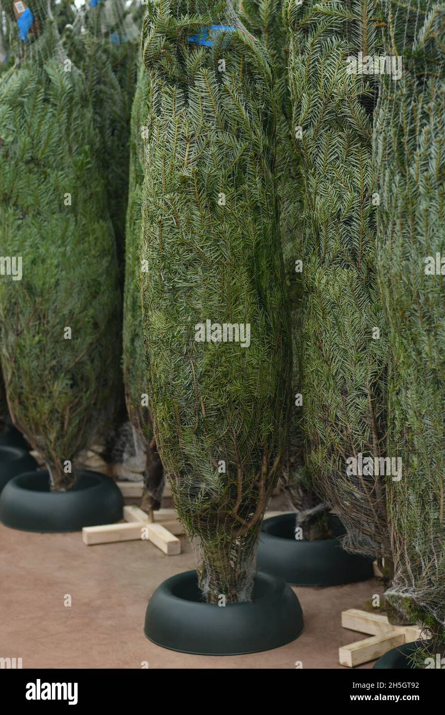 Christmas trees wrapped in a net for sale on a market Stock Photo - Alamy