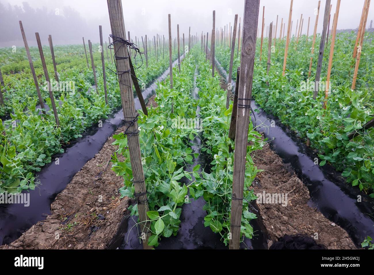 Peas growing in field hi-res stock photography and images - Alamy