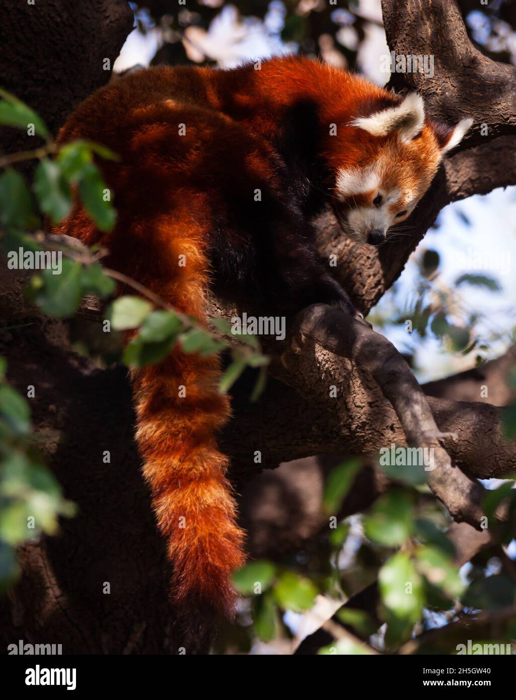 Red panda climbing tree Stock Photo - Alamy