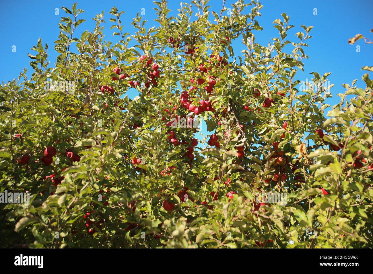 Orange nsw hi-res stock photography and images - Alamy
