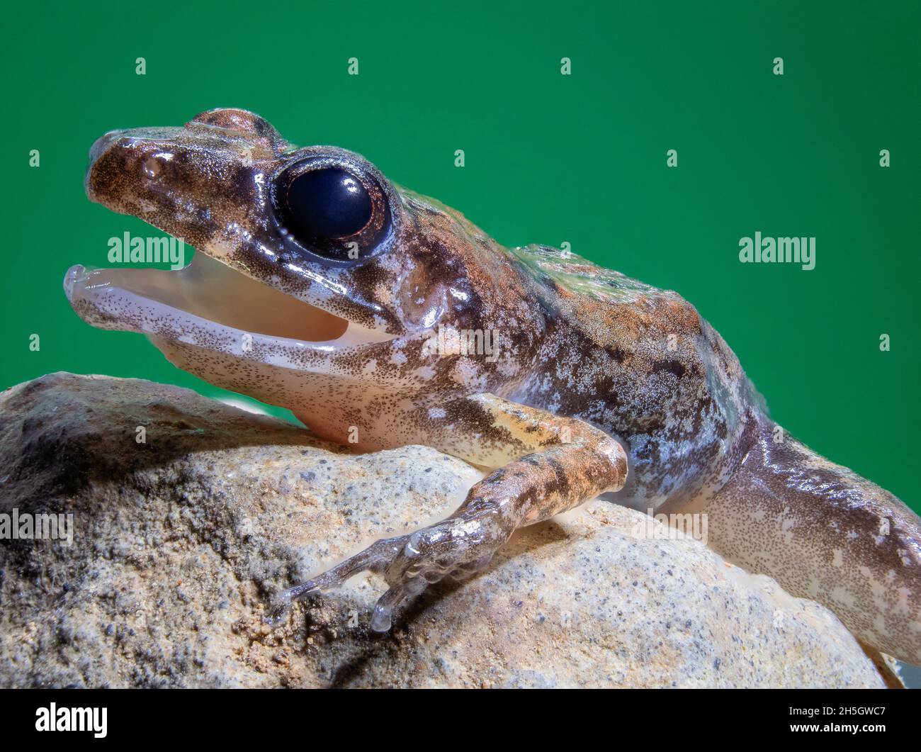 Close up shot gorgeous green hi-res stock photography and images - Alamy