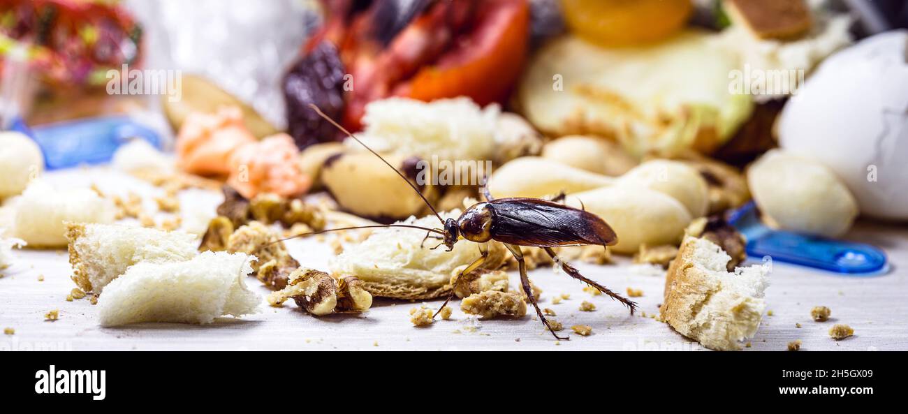 cockroaches walking over garbage piles, lack of hygiene and infestation ...