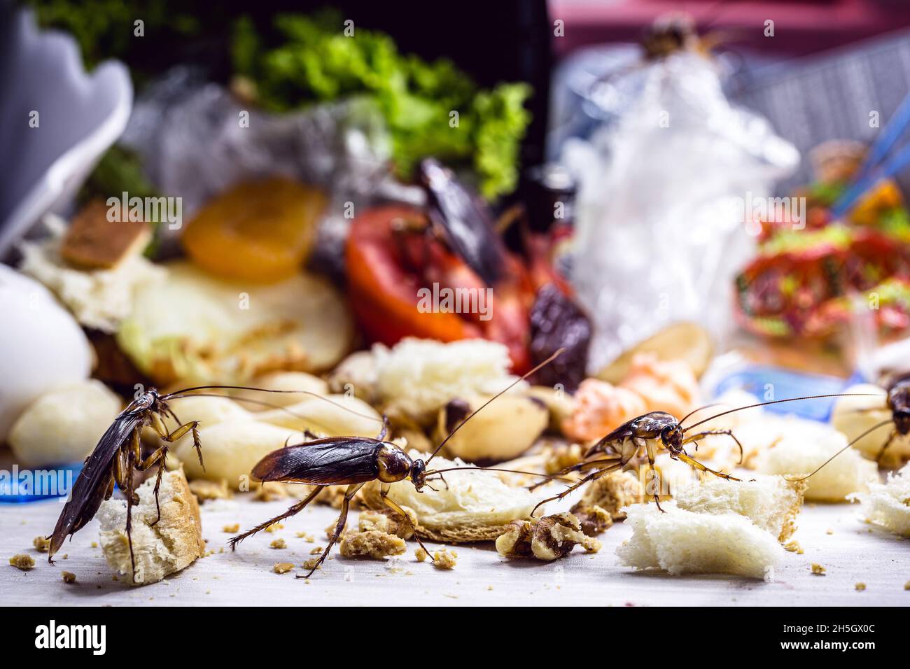 many cockroaches on human waste, food scraps and plastic contaminating ...