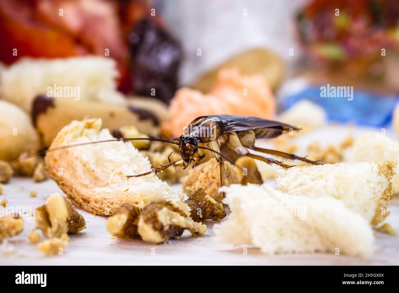 Pile of cockroaches hi-res stock photography and images - Alamy