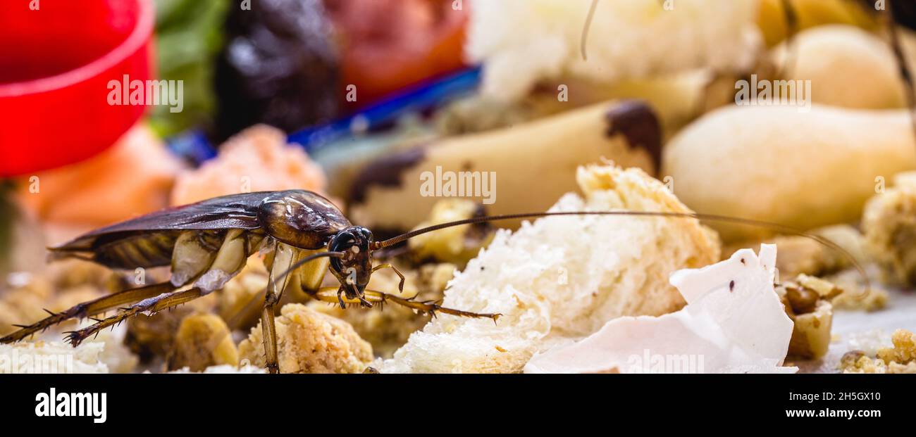 Red cockroach or American cockroach, eating leftover bread crumbs and ...