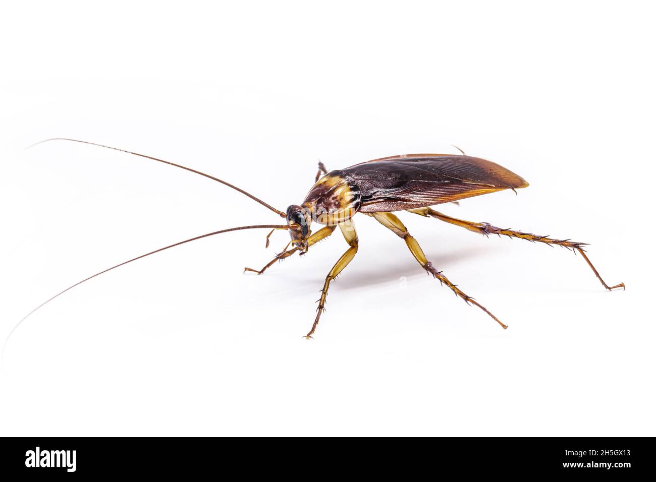 common american cockroach on isolated white background, full length ...